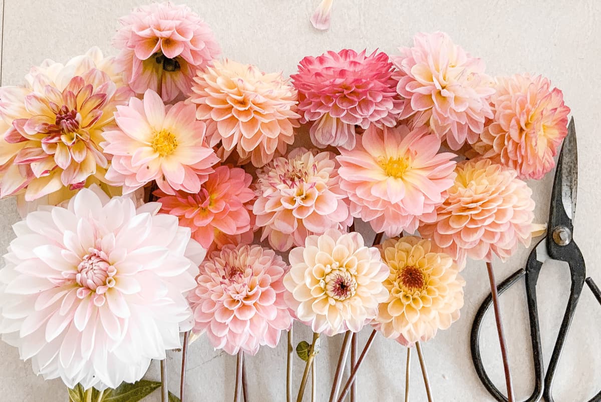 Wholesale Flowers - Old Barn Flower Farm